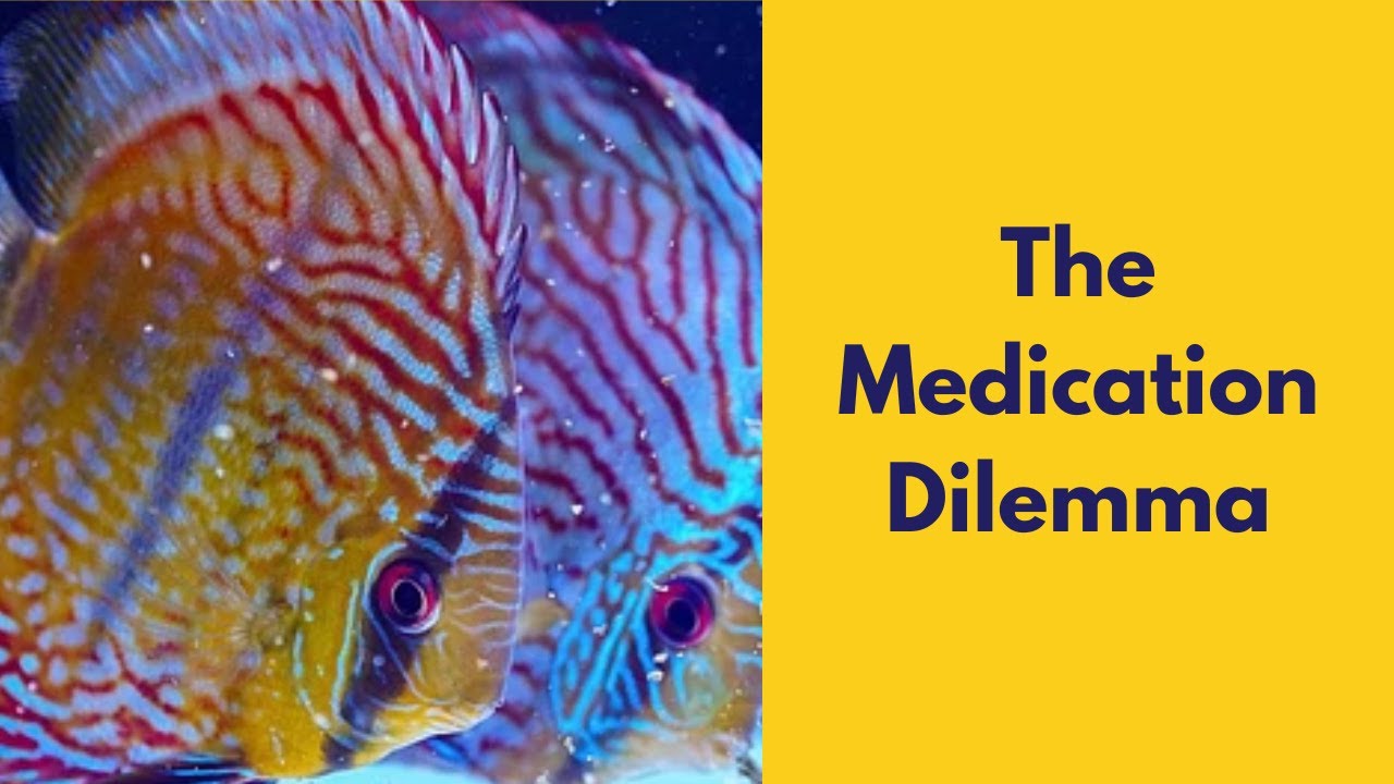 Discus Fish Care Questions - Answered: RO Water, Shipping, & Medication ...