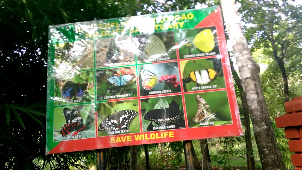 At south Goa butterfly park - YouTube