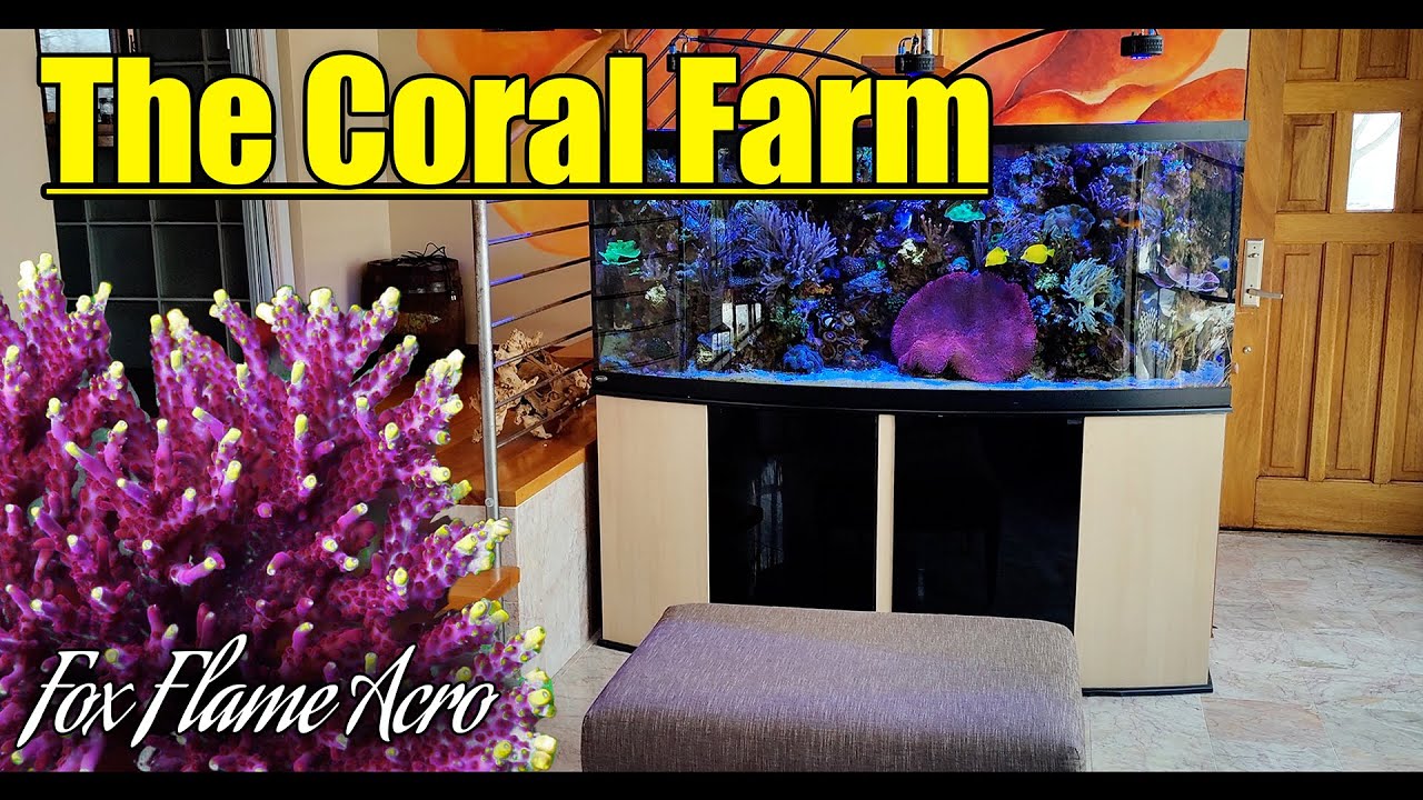 Fragging Our Jason Fox "Fox Flame" Acropora - YouTube