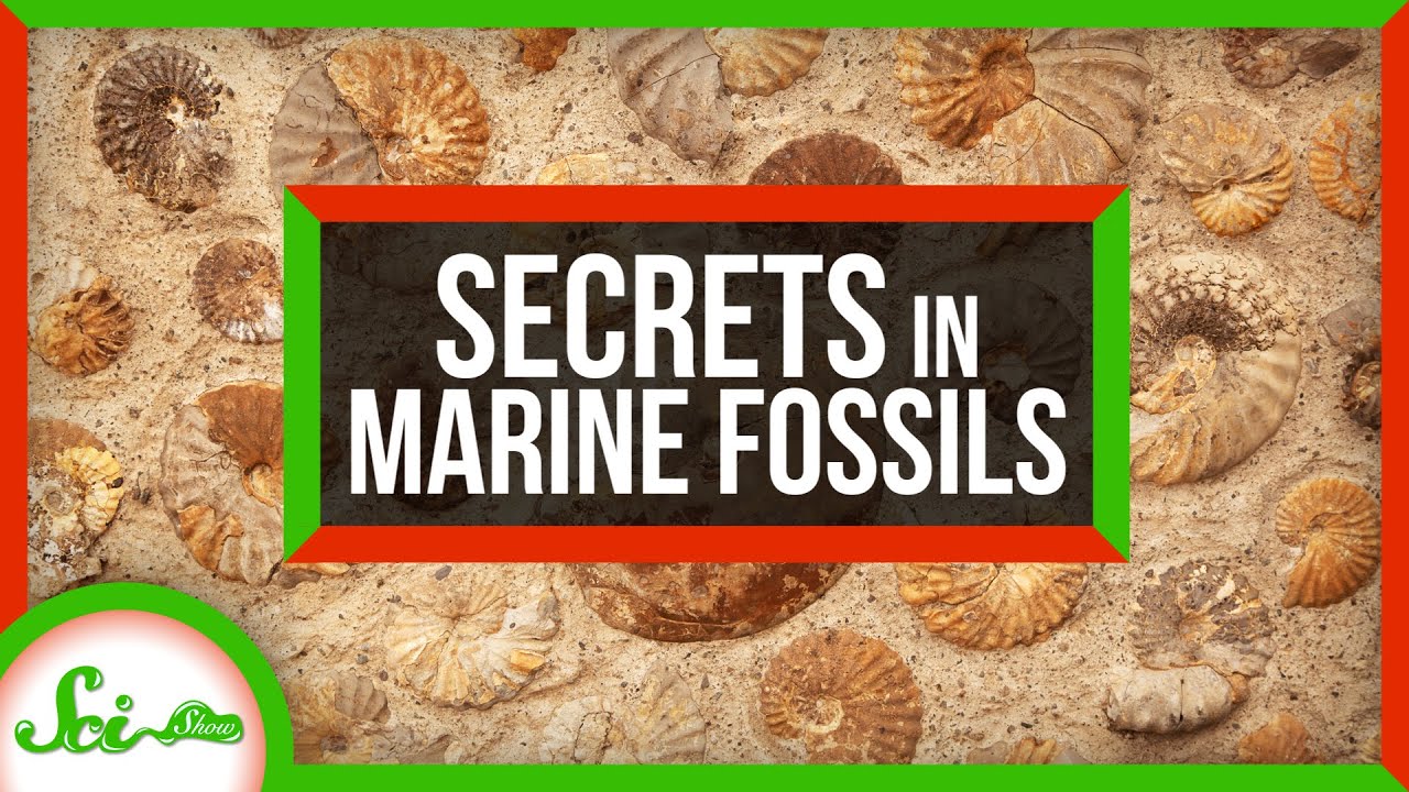 3 Secrets About Ancient Earth, Hidden in Marine Fossils - YouTube