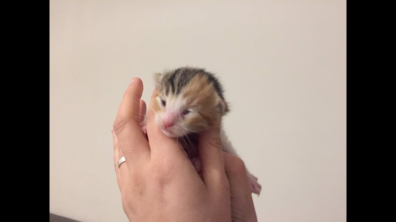 Kitten Live Stream 24/7 Kitten Cam - YouTube