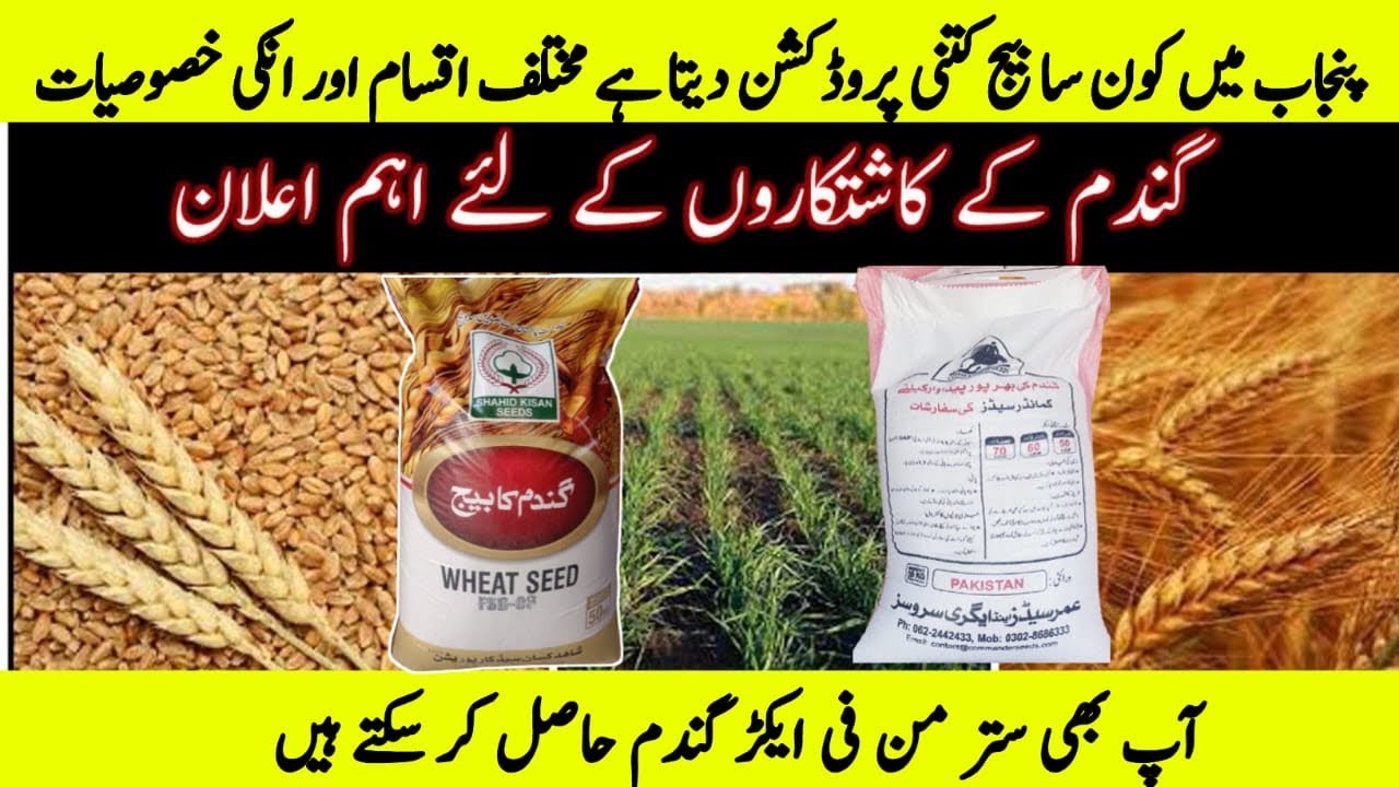 The best high yielding wheat varieties in 2025 ||Top three best wheat ...