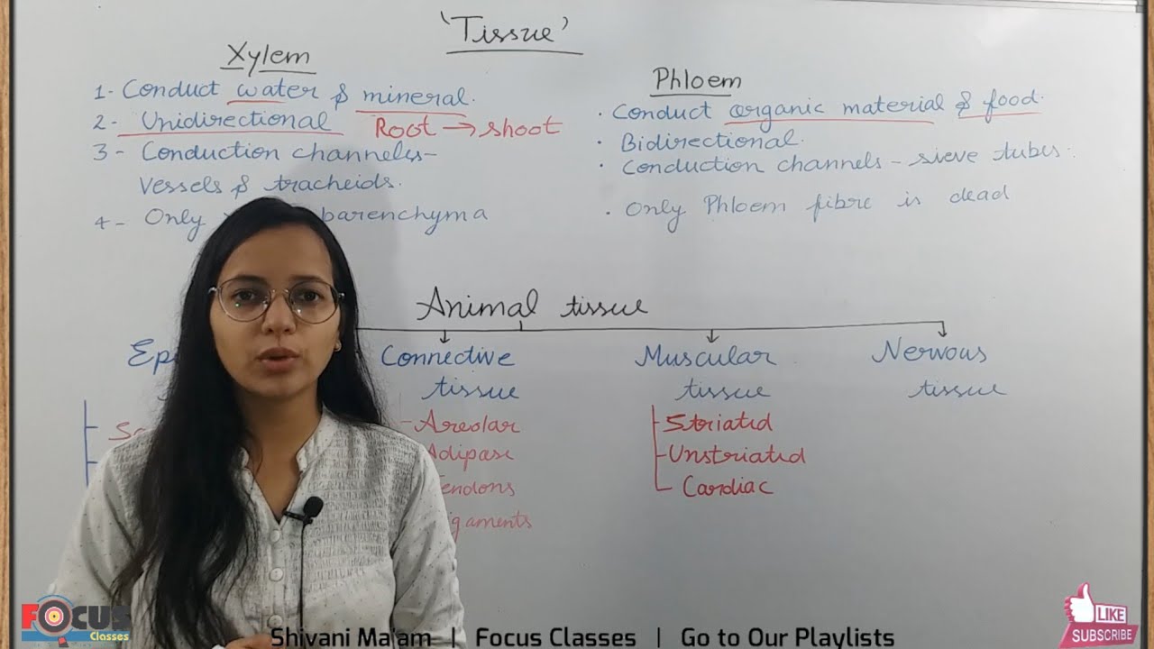 Xylem vs Phloem | Difference between Xylem and Phloem Class 9 - YouTube