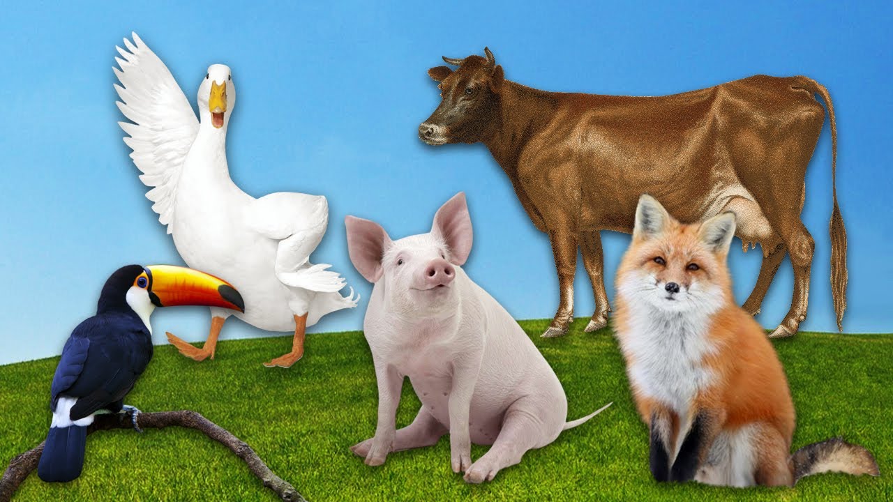 SOM DOS ANIMAIS | Vaca, Raposa, Sapo, Cachorro, Porco, Pato, Tucano ...
