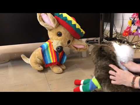 The Viral 'Capybara with Boots' Meme: Why We're So Obsessed ...