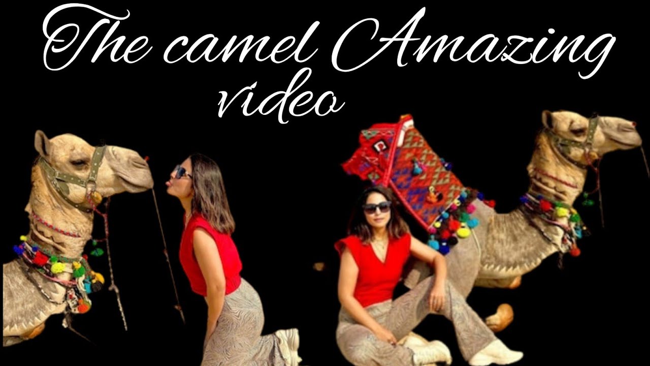 camel videos for babies-camel sound effect video-camel video for ...