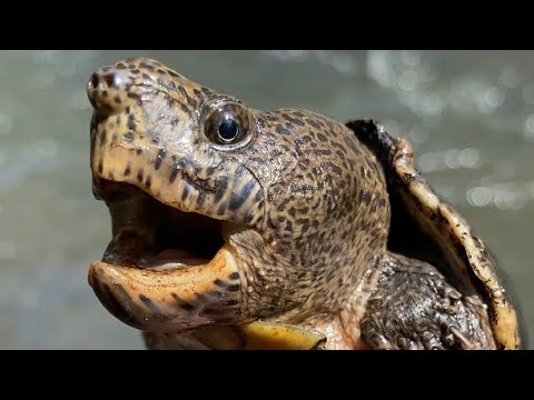 HUGE Head on Loggerhead Musk Turtle! Field Herp Friday - YouTube