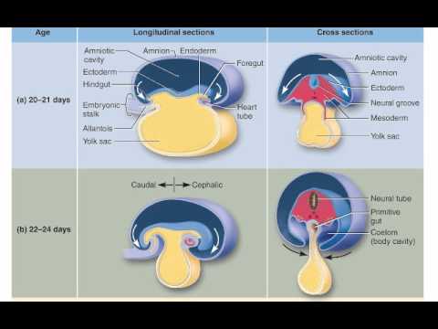 Chapter 29 Embryonic Folding and Organogenesis - YouTube