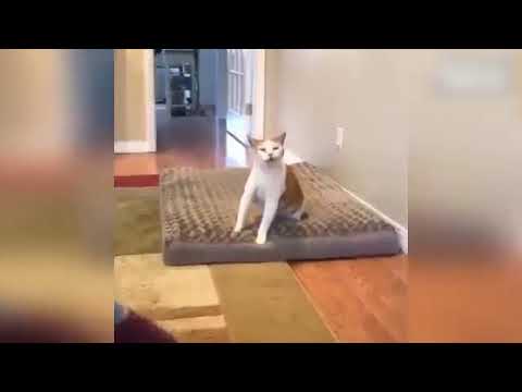 Explosive cat sneezes - YouTube