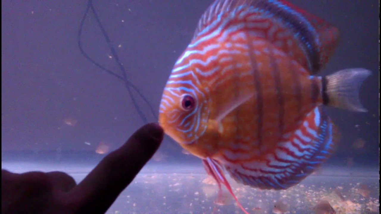 Wild Discus Red Alenquer protect their fry - YouTube