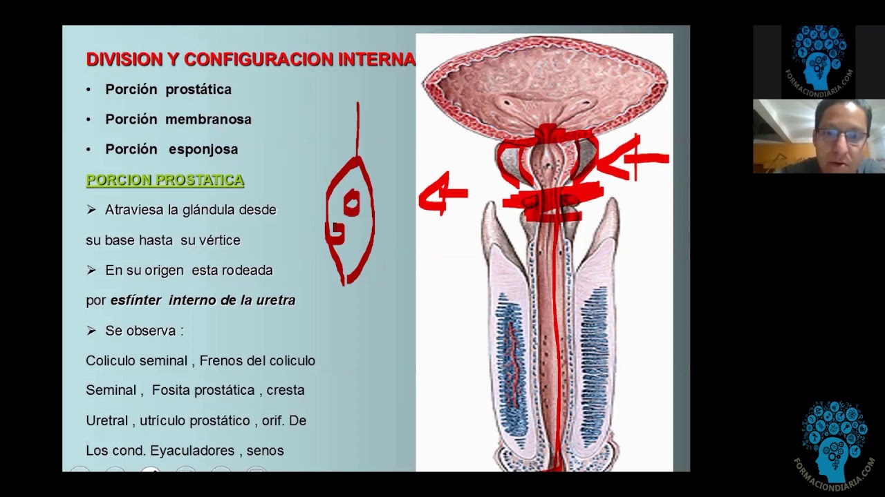Histología De La Uretra Esponjosa