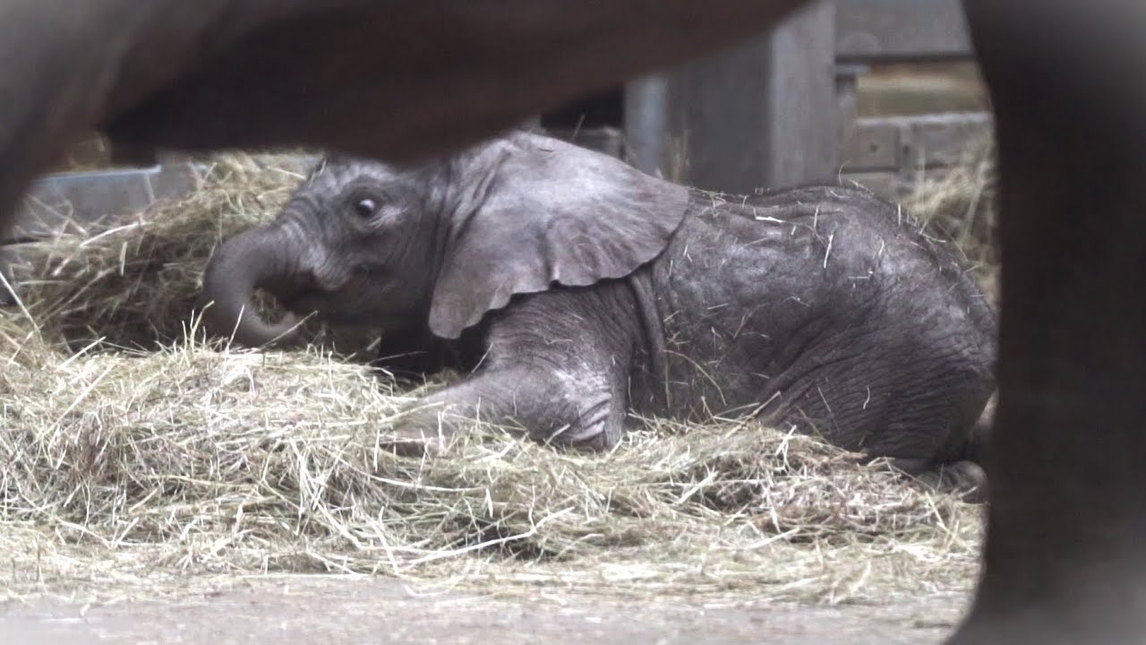 elephant short video,african elephant 4k,baby elephant short,elephant ...