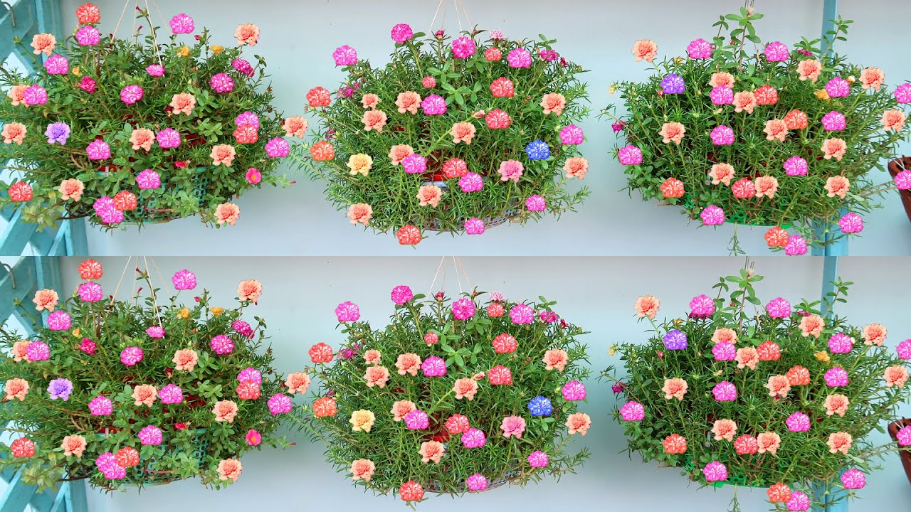 Best & Easy, Recycling Plastic Baskets to Portulaca Cuttings, Hanging ...