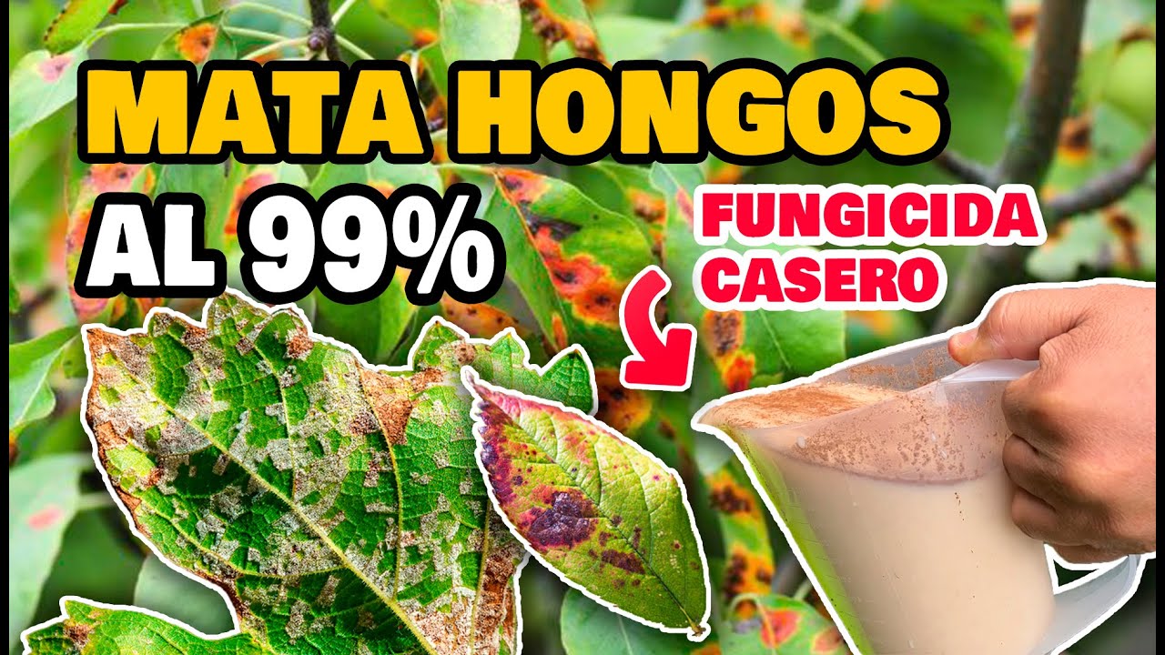 MATA Hongos SOLUCIÓN DEFINITIVA con este FUNGICIDA CASERO para plantas ...