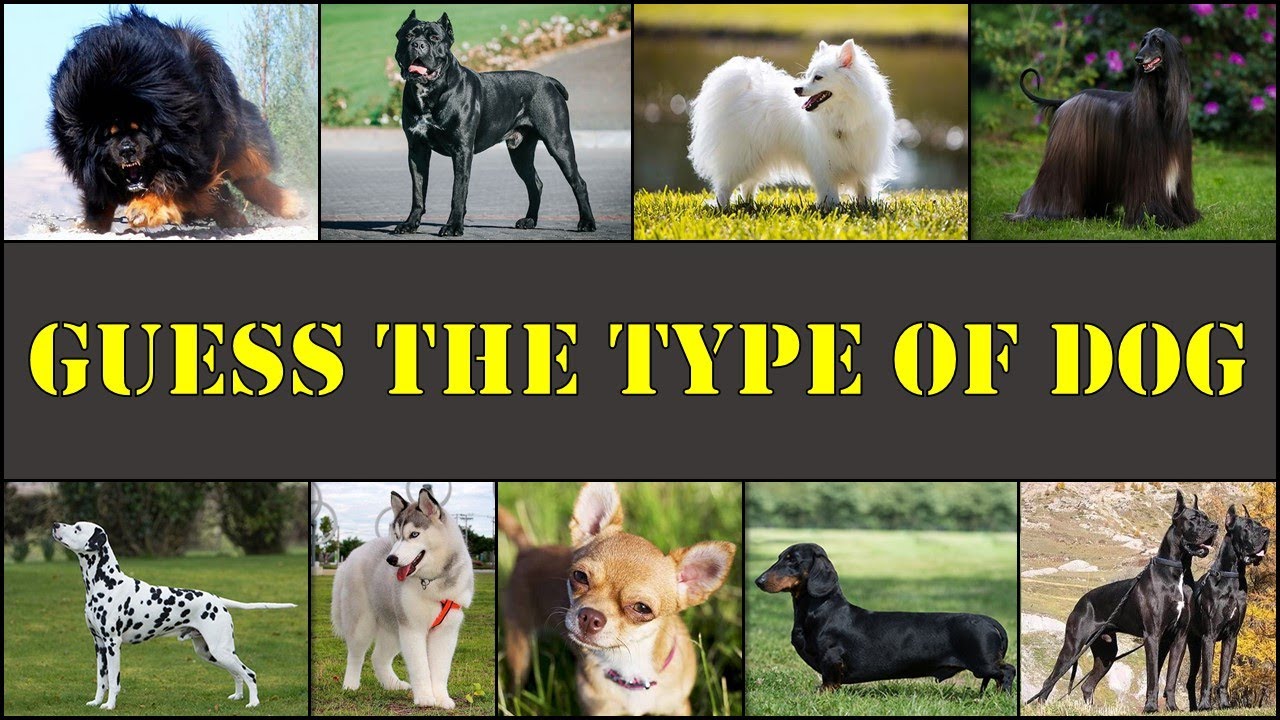 Guess the type of Dog 🐶 | #dog - YouTube