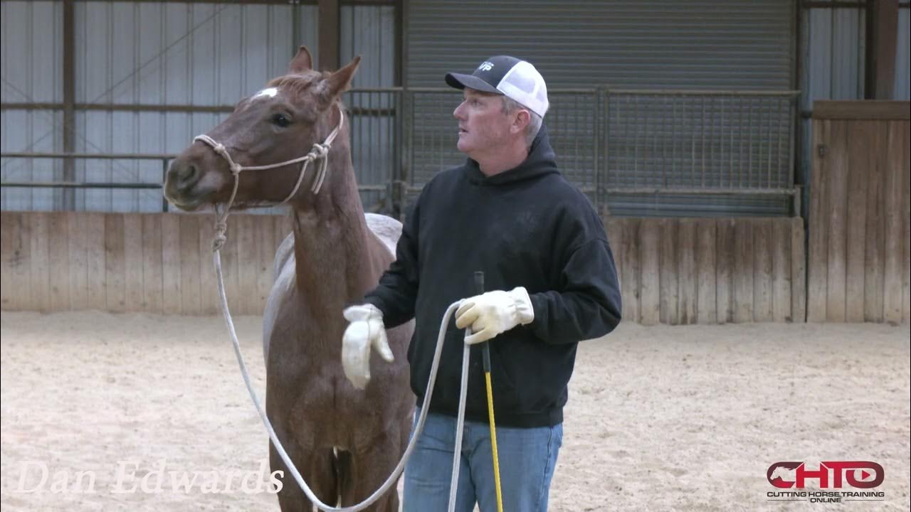 How To Teach A Horse To Lead And Not Pull Back - YouTube