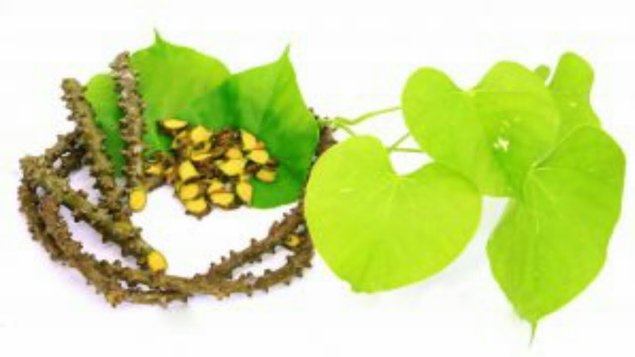 MAKABUHAY HALAMANG GAMOT SA LAGNAT, GALIS, MALARIA, SUGAT, RAYUMA ...