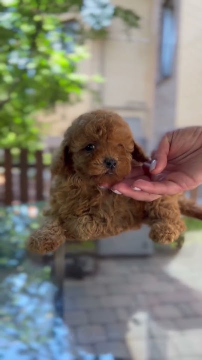 I love you, hooman! 💙 #dog #dogshorts #doglife #dogs #pets #animals # ...