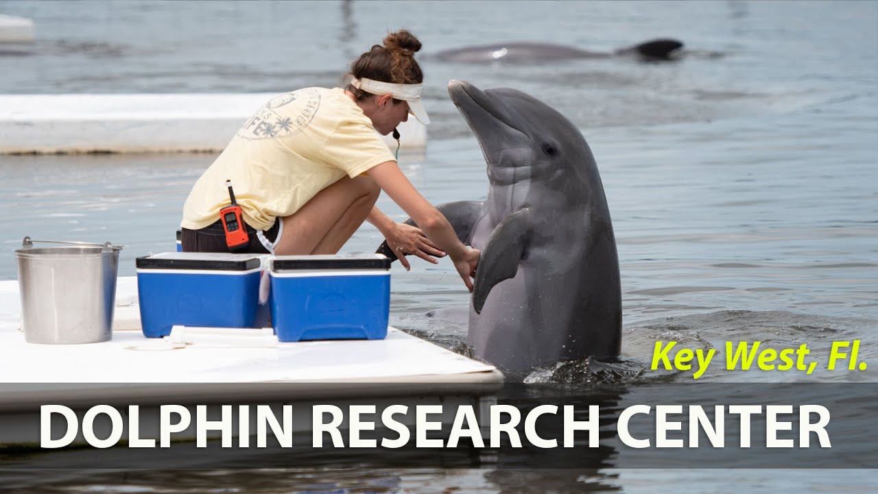 Key West Vacation - Day 3 - Dolphin Research Center - YouTube