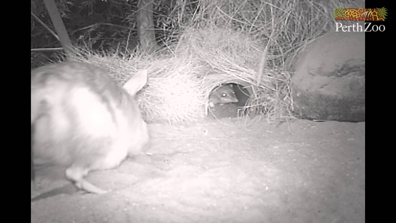 Bilby Joey at Perth Zoo - YouTube