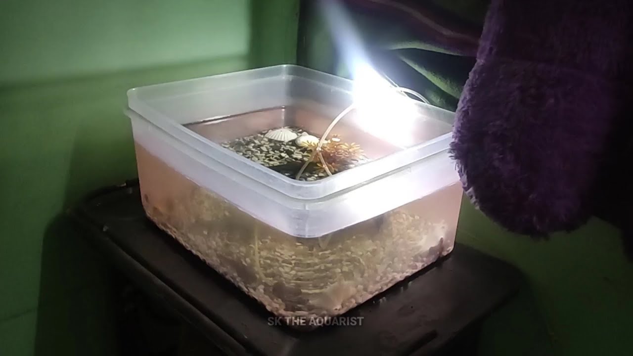 Simple container aquarium setup with light - YouTube