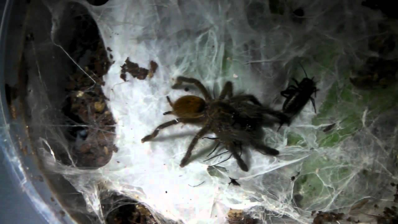 OBT sling feeding frenzy! - YouTube