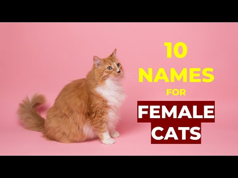 Top 10 Cutest Female Cat Names