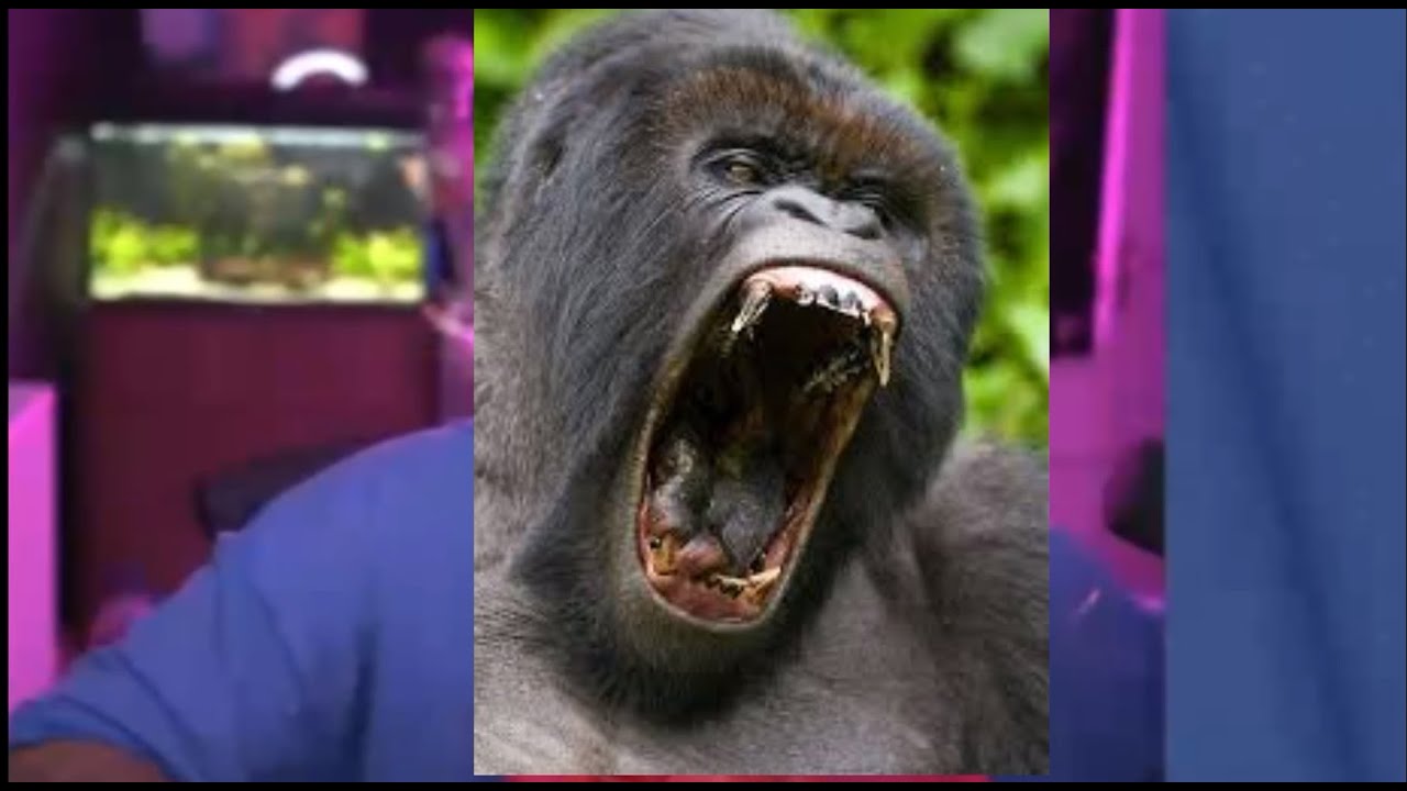 HIGHMAN SE TRANSFORMA IN GORILA !! FUNNY MOMENTS 1 CU @highman - YouTube