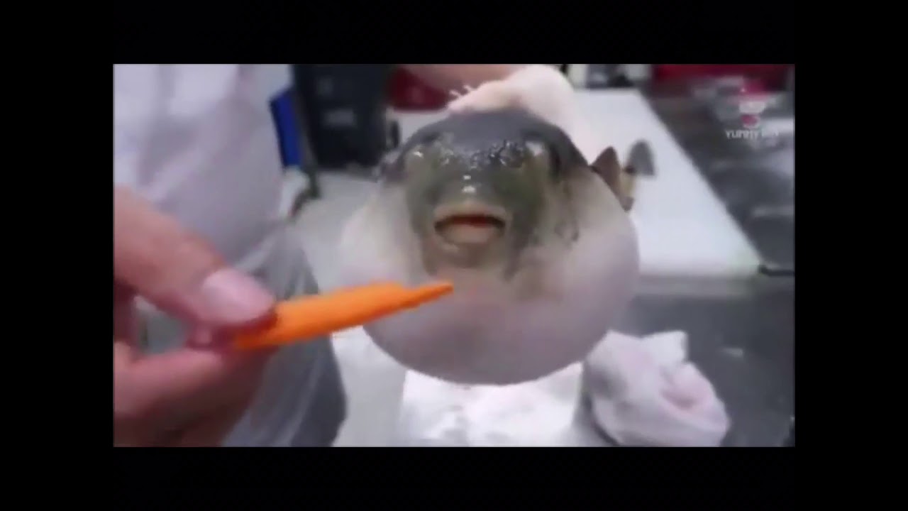 ÆUGH ÆUGH ÆUGH ÆUGH (30 Minutes) - YouTube