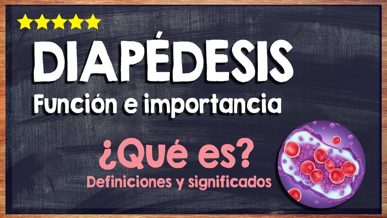 🙏 ¿Qué es la Diapédesis? - Significado, Función e Importancia de este ...