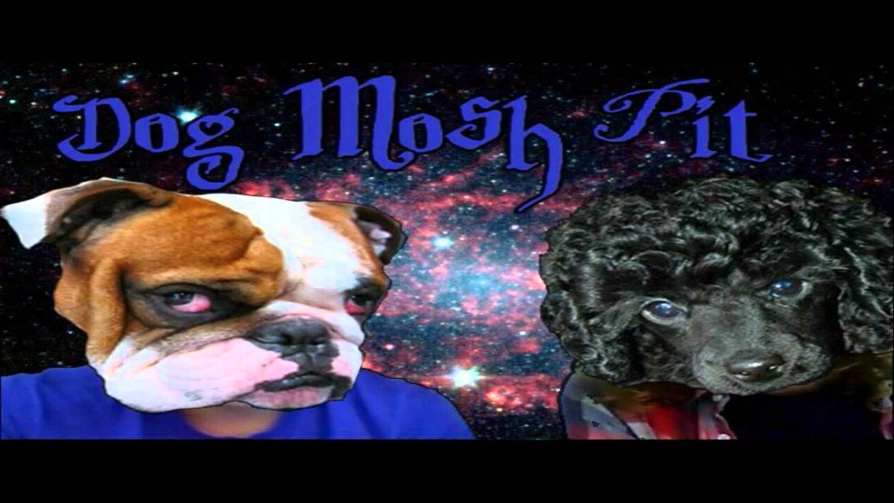 Dog Mosh Pit - Number two - YouTube