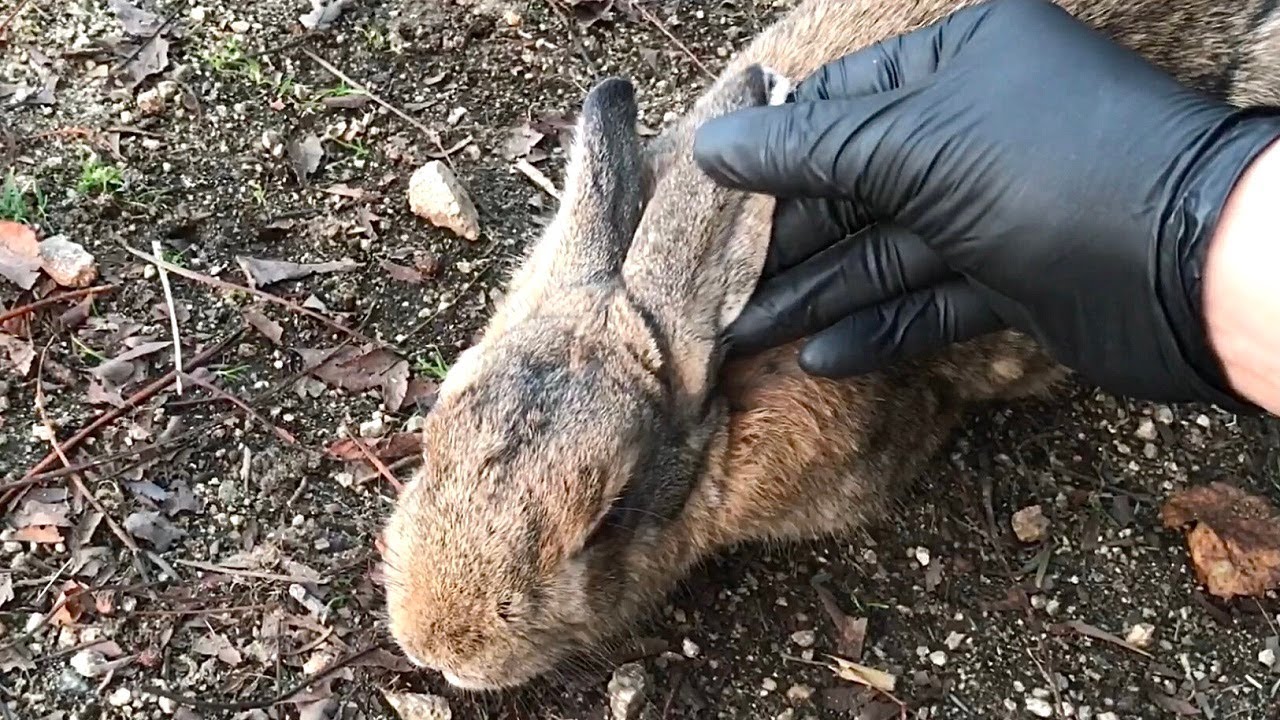 The moment the rabbit becomes liquid - YouTube