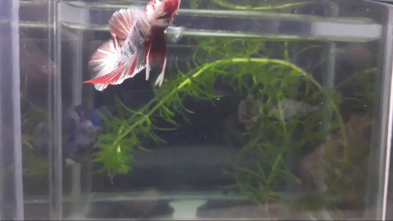 Cupang HMPK Nemo Cooper Kode 001 - Sympony Betta - YouTube