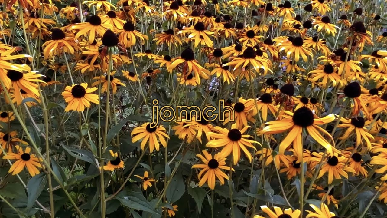 jomch - superbloom (Official Music Video) - YouTube