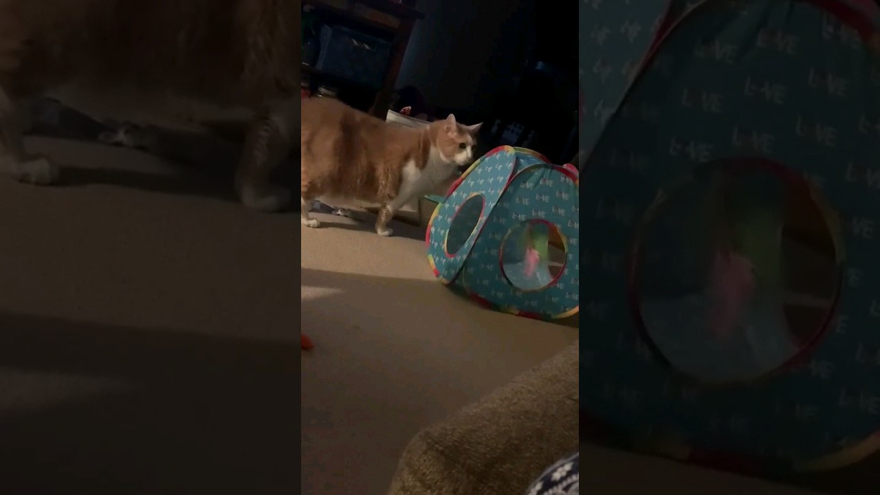 Just a cat pushing the kitty furniture around. 😂Video by Melody Burch ...