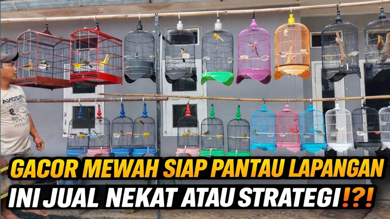 INI BARU NEKAT‼️BURUNG GACORAN MEWAH DIJUAL FULLSET SEMUA & SIAP PANTAU ...