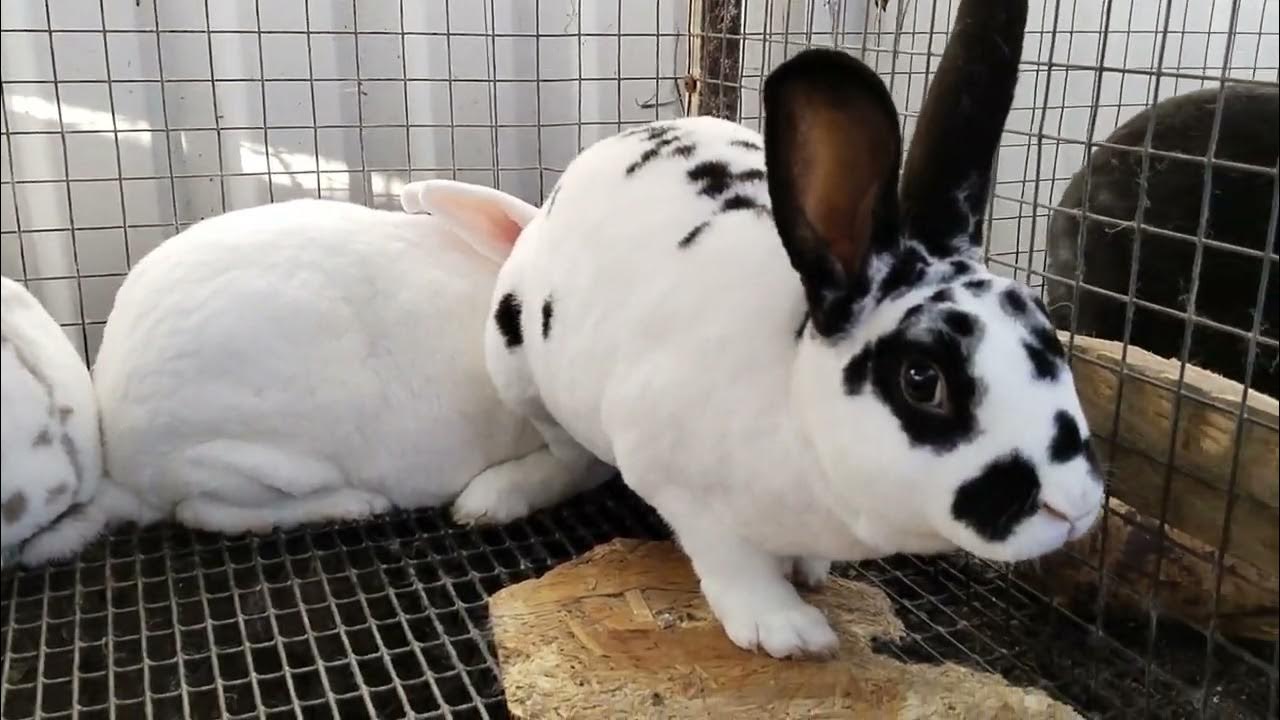 Рексихи - самочки , порода "Рекс" (Rex rabbits) - YouTube