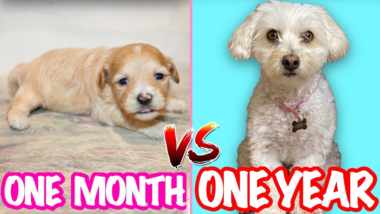 PUPPY GROWS UP!! ONE MONTH TO 1 YEAR ️ ️ - YouTube