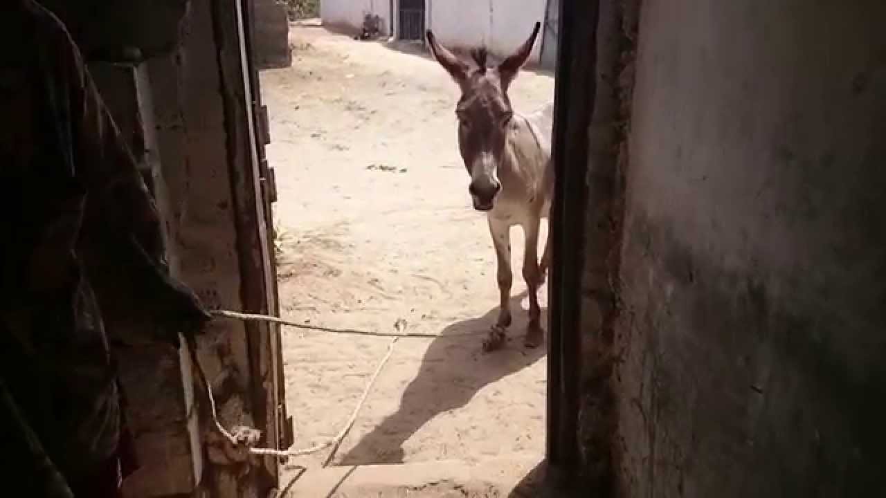 "Ben" at home - The only donkey with a bathroom! - YouTube