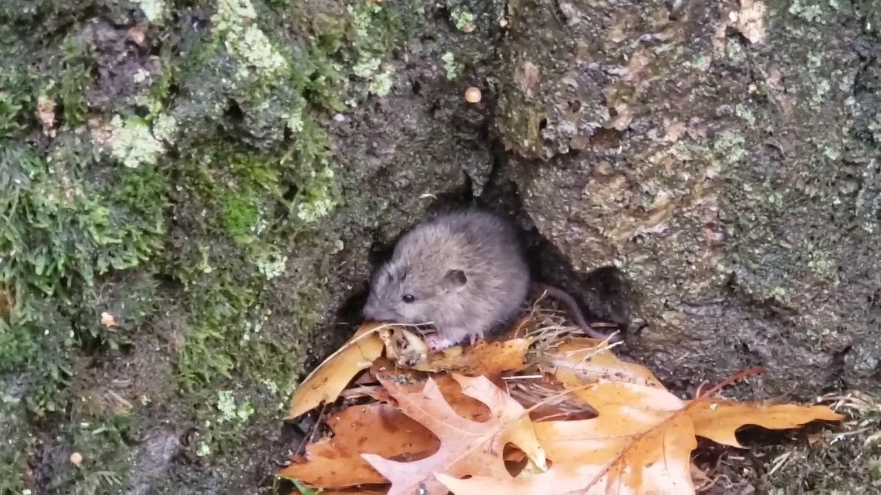 2 Field Mice Found During My Hike | Backpacking Trail - YouTube
