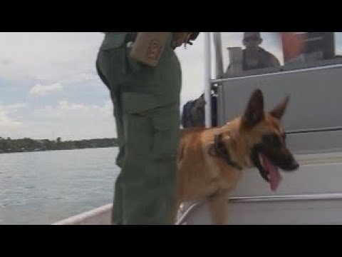 Texas Game Wardens K-9 helps recover dozens of bodies each year | 7/ ...