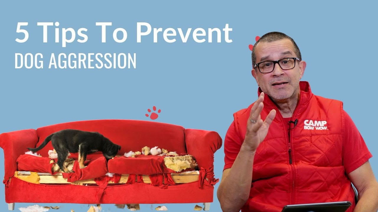 How to Stop Dog Destructive Behavior With These 5 Tips #dogbehavior ...