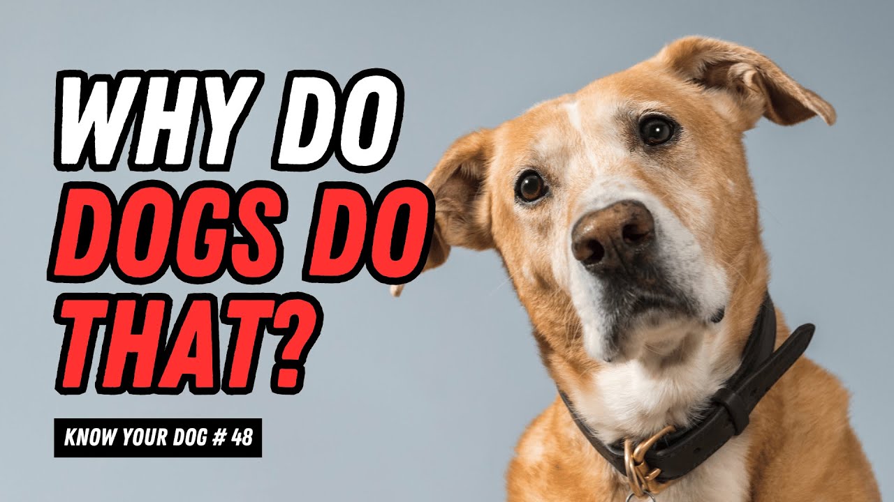 Why Do Dogs Do That? | 8 Fun Dog Behaviors Explained 🐾| UZR Tube - YouTube
