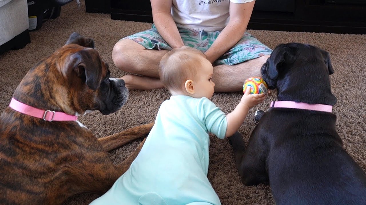 Adorable Baby Plays with Dogs - YouTube
