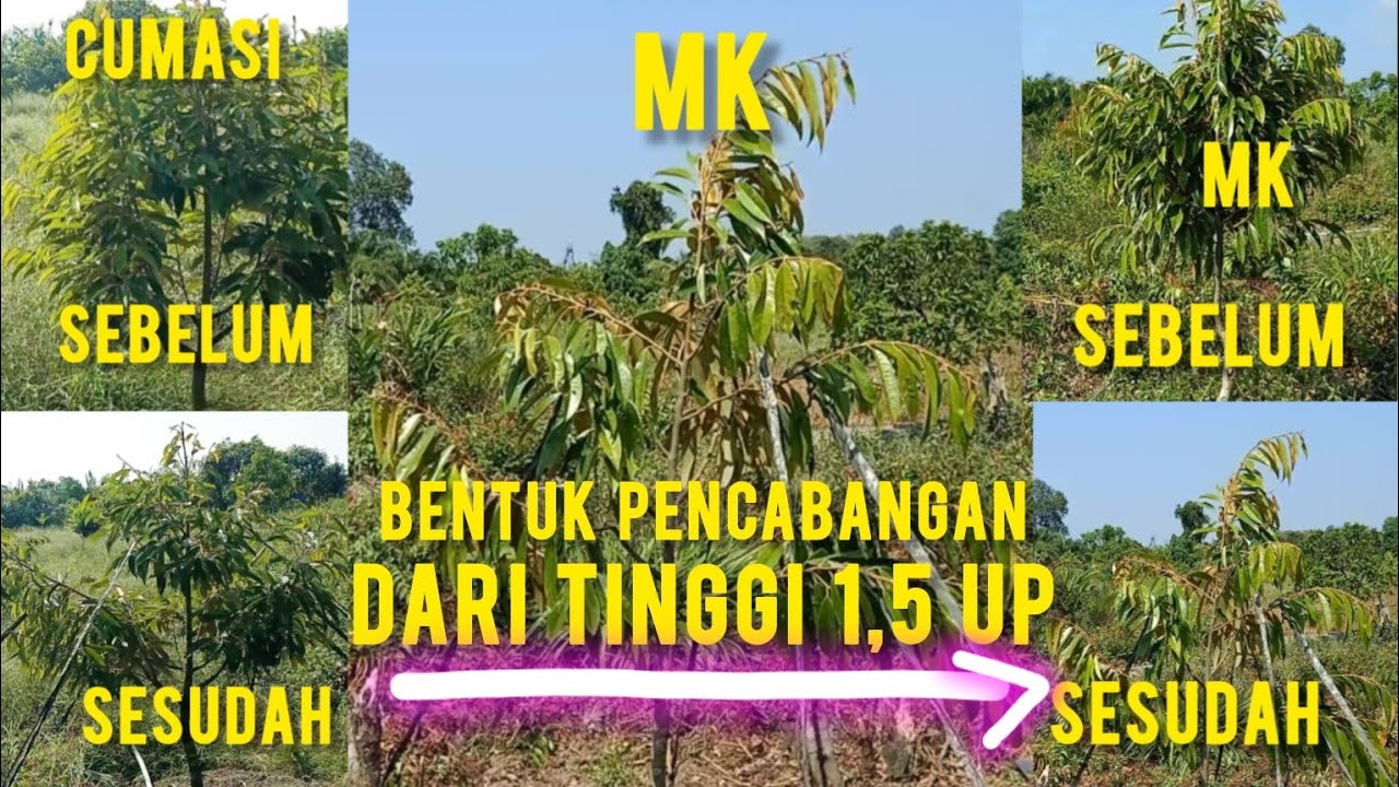 V28🌲BENTUK PENCABANGAN DAHAN BUAH DURIAN MSG KING & CUMASI NAMLUNG BANGKA ️🌲💯TINGGI 1,5 METER UP ...