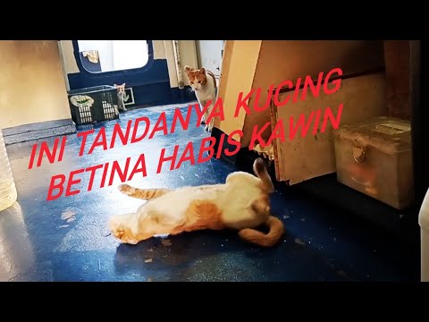 Kucing betina mandi wajib setelah kawin😺😺😺