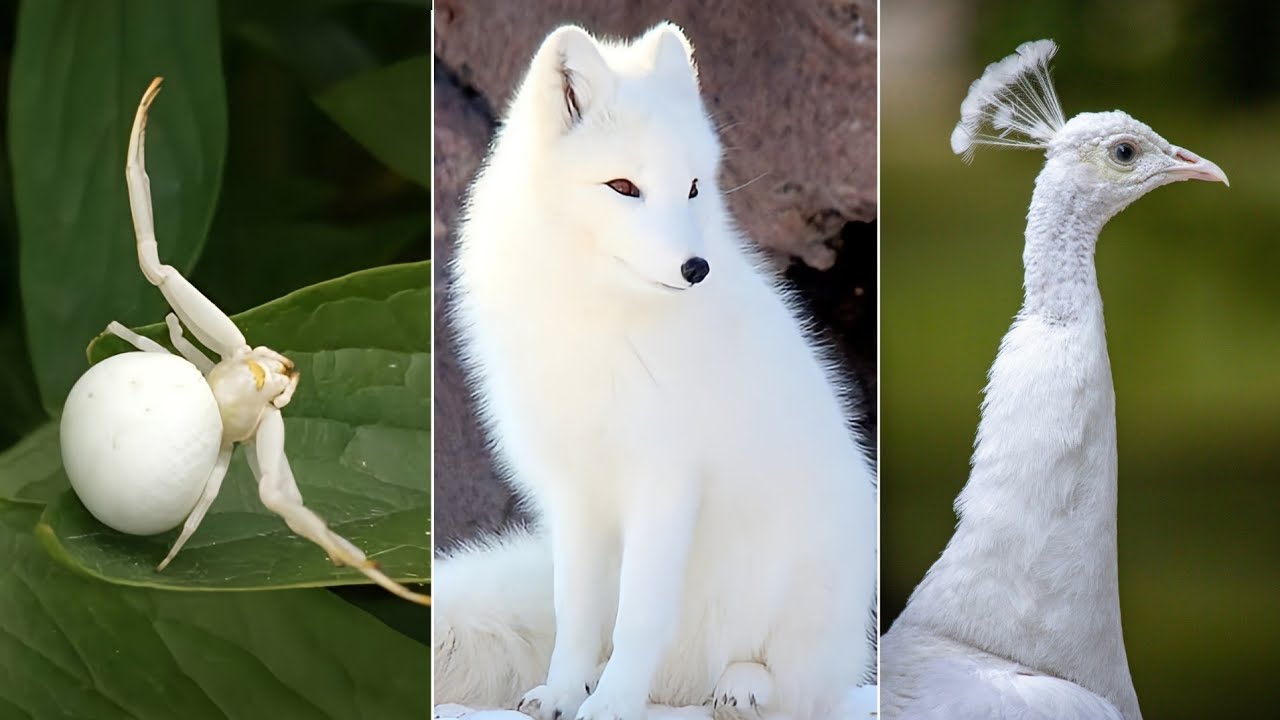6 Most Rare White Animals in the World |Rare animals You Won't Believe ...