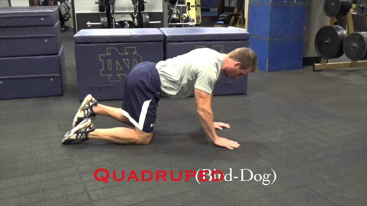 Quadruped Bird Dog - YouTube