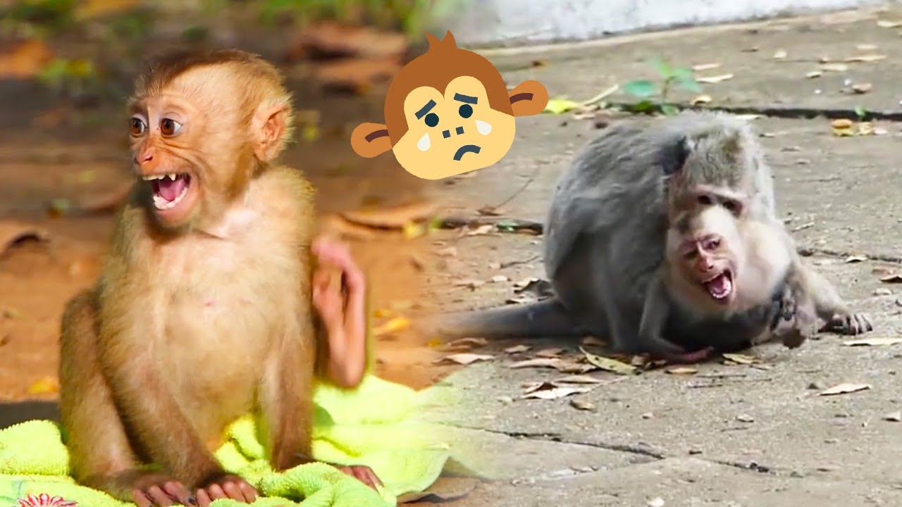 Abandoned monkey is always afraid of everything. Scared face and screams continuously - YouTube