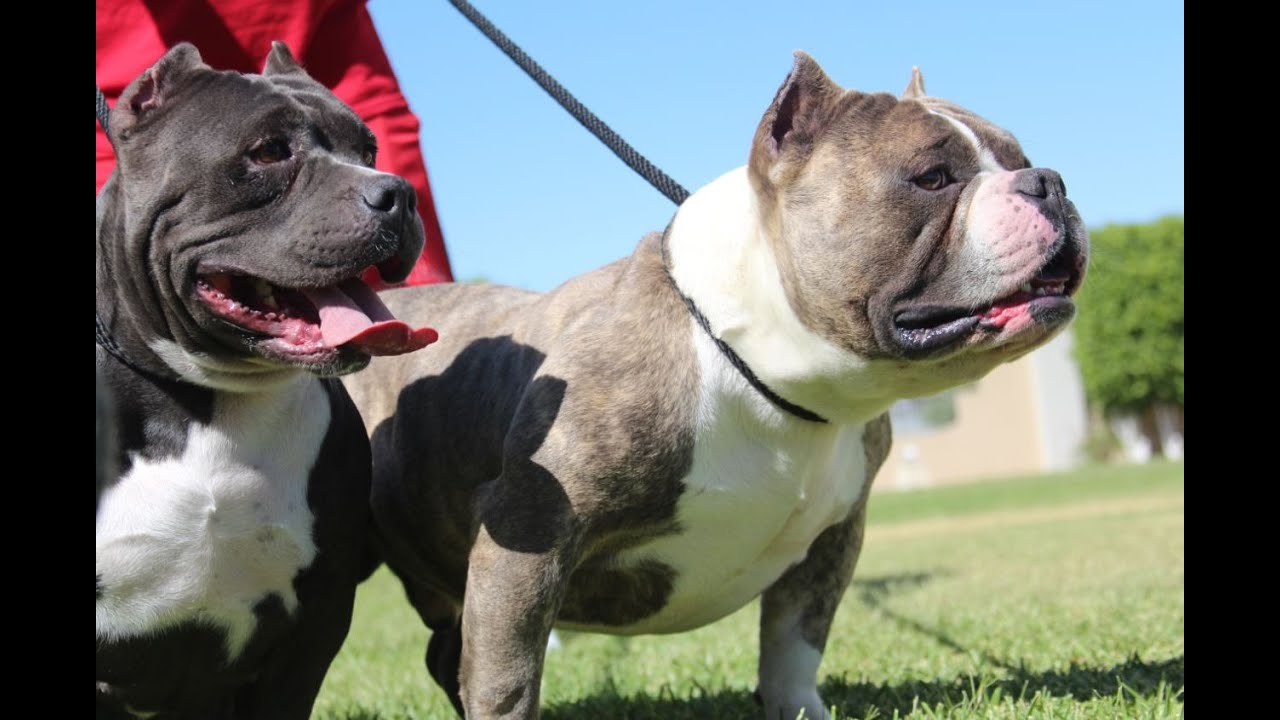 PROMO ADDICTIVE SHOW AMERICAN BULLY SHOW 28 DE SEPTIEMBRE PACHUCA ...